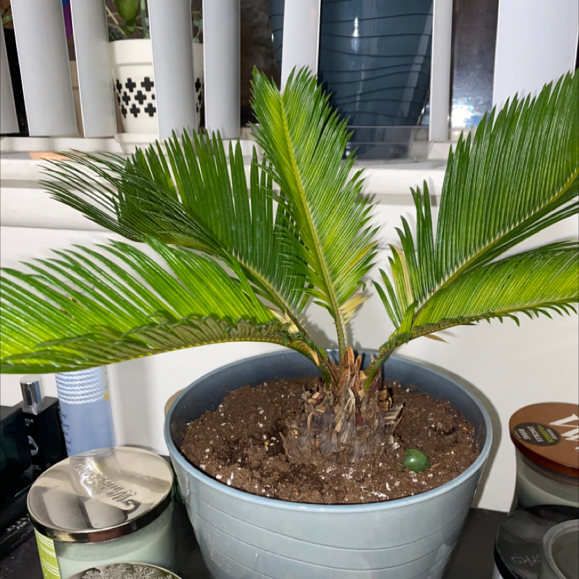 What Are The Bugs on My Sago Palm? 🐛