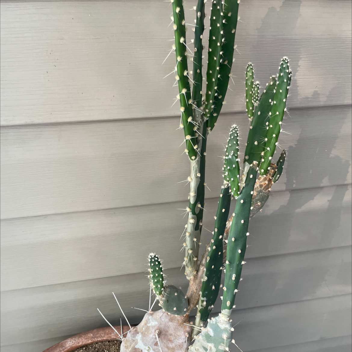 The Complete Drooping Prickly Pear Plant Care Guide: Water, Light & Beyond