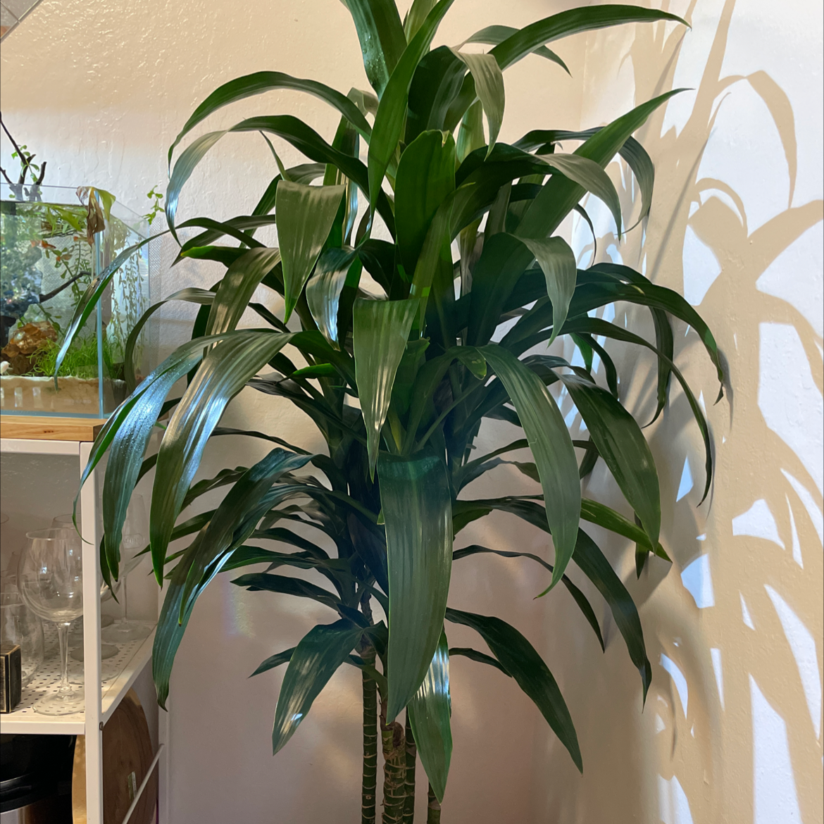 How to Get a Dracaena 'Lisa' to Bloom