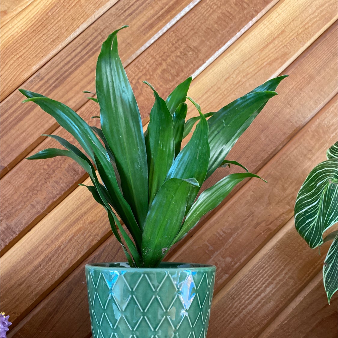 10 Benefits Of Having A Dracaena 'janet Craig Compacta' 👍
