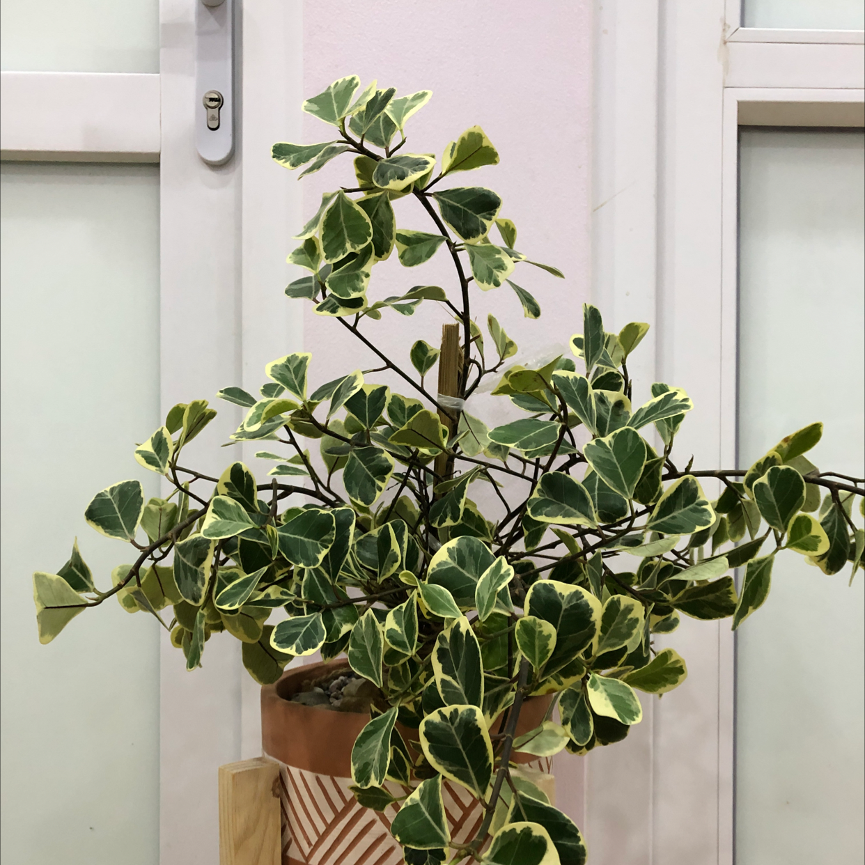 10 Advantages of Having a Ficus triangularis 'Variegata'