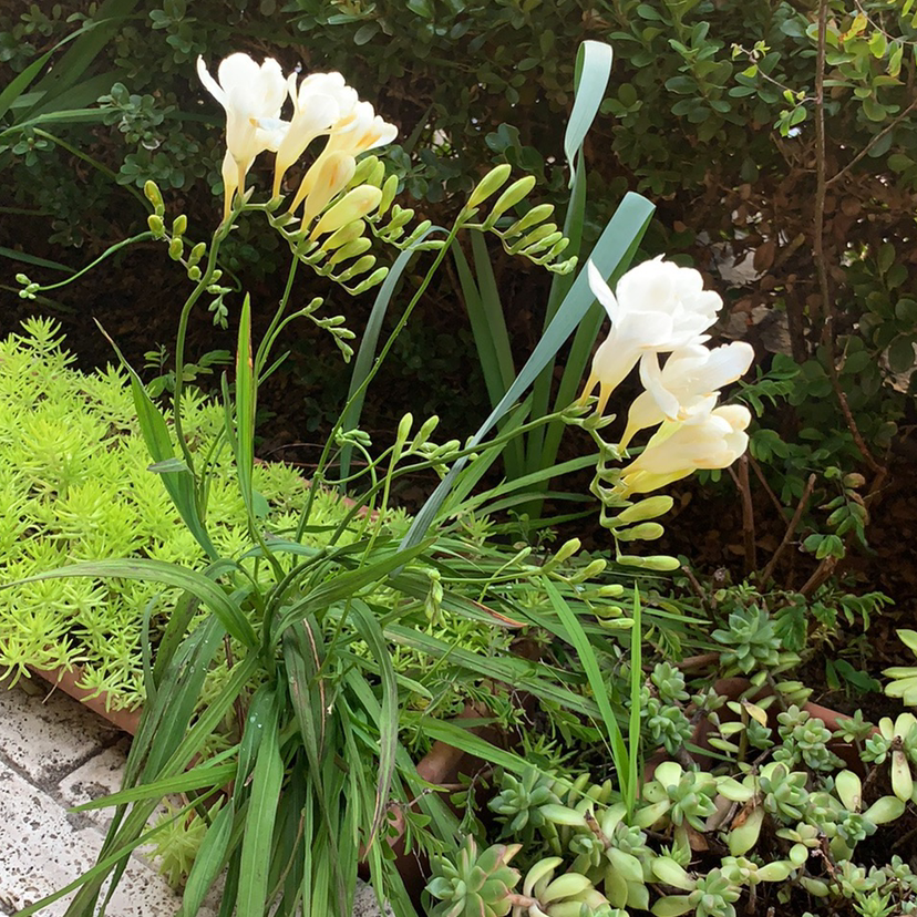 Common Freesia Plant Care: Water, Light, Nutrients | Greg App 🌱