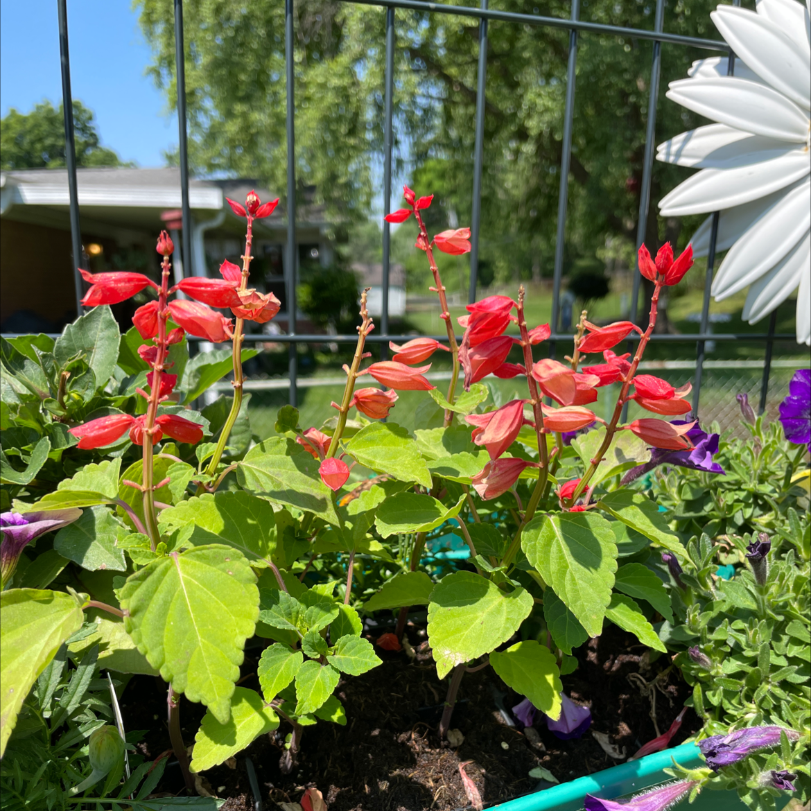 Common Scarlet Sage Problems