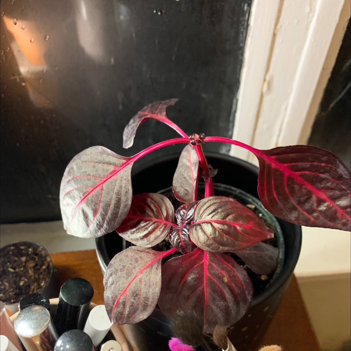 Propagating Your Herbst's Bloodleaf: Step-by-Step Guide