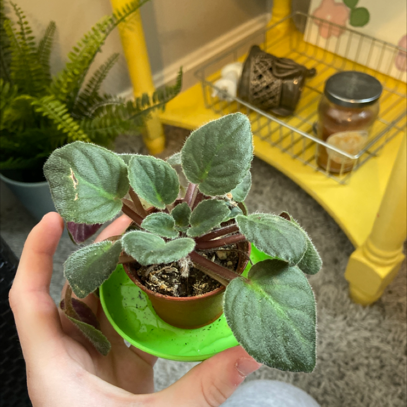 What To Do About Bugs on My African Violet? 🐛