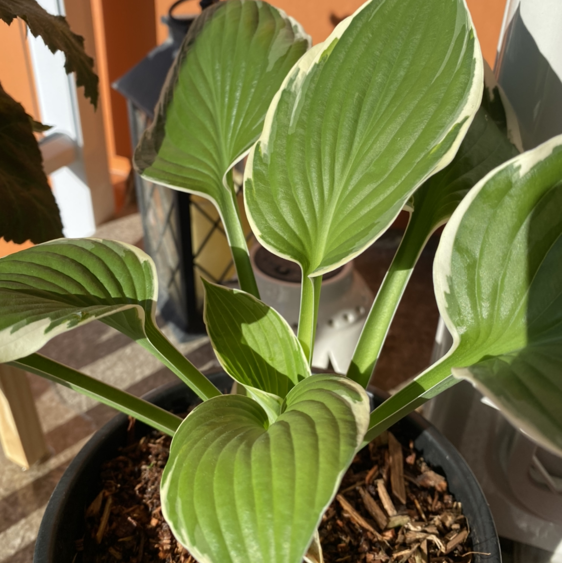 Light Requirements For My Plantain Lily