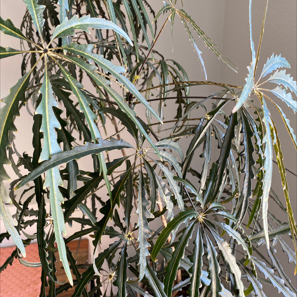 🌞 How Much Sunlight Does My False Aralia Need?