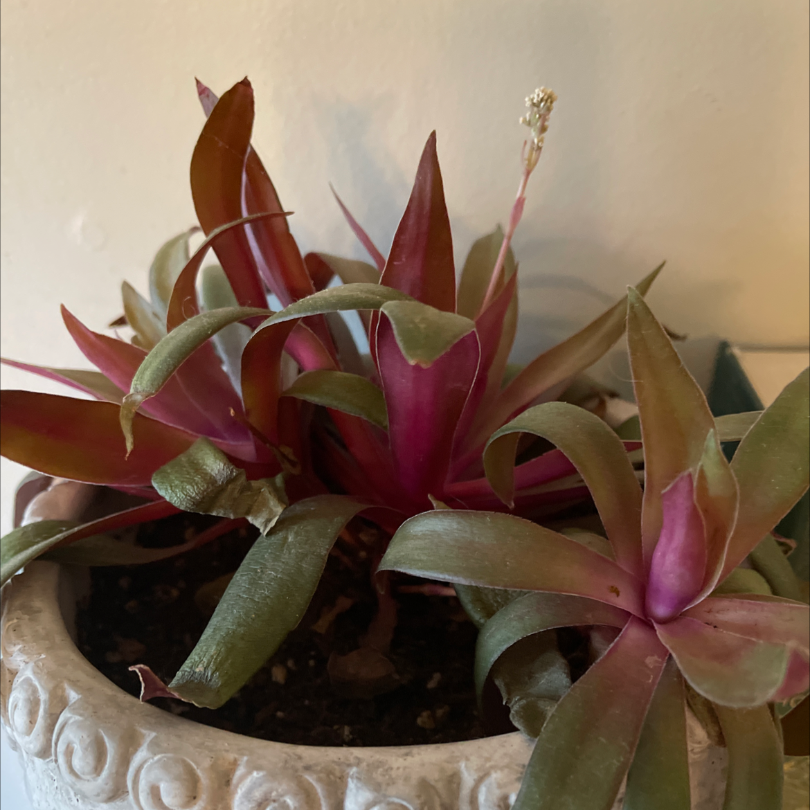 How to Get a Chain Plant to Bloom