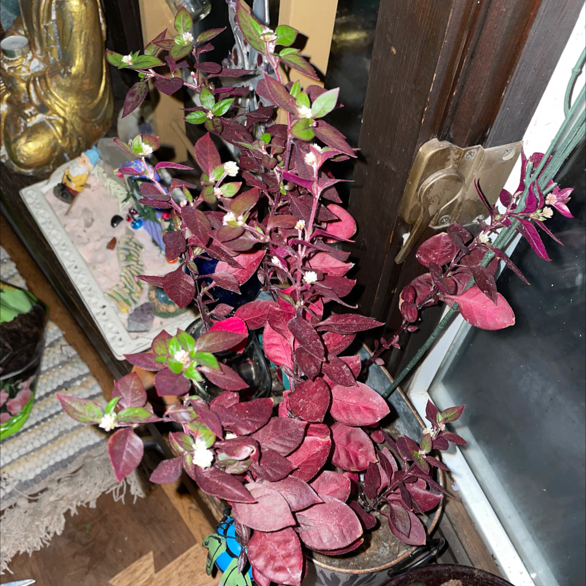 What Does It Mean When Brazilian Joyweed Blooms?