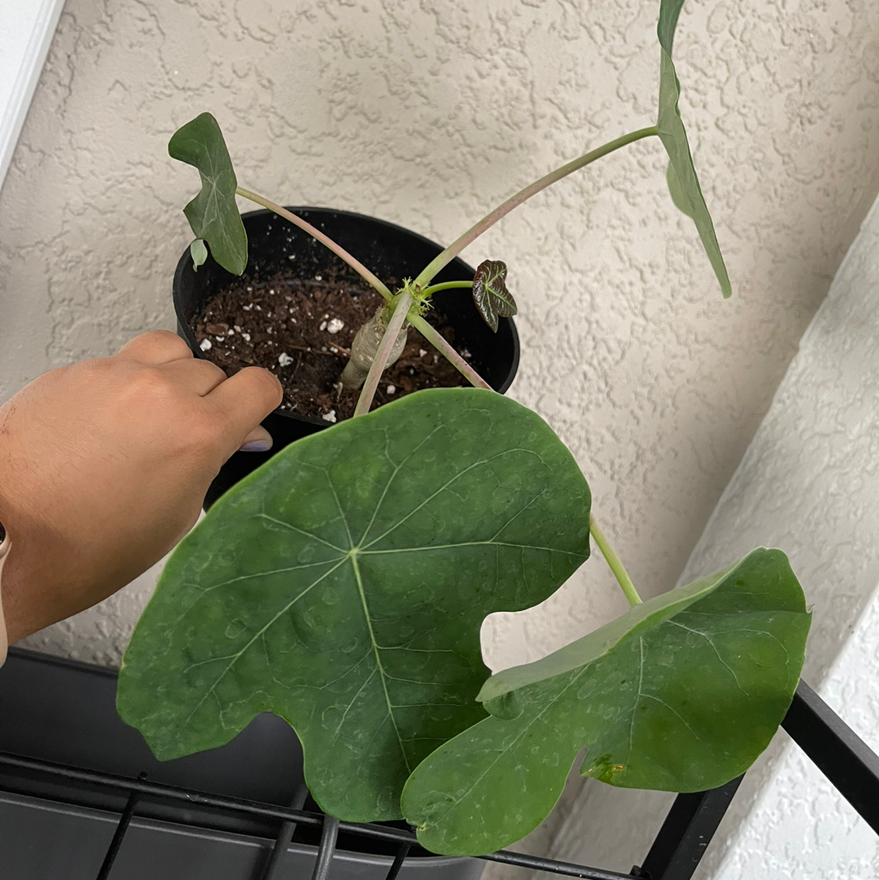 Propagating Buddha Belly Plant: The Ultimate Guide