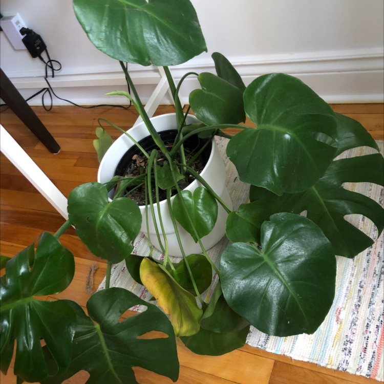 Mariah | A plant by @Gabriellel on Greg