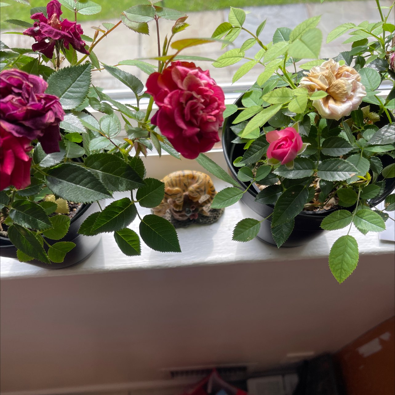 Your French Rose's Light Requirements