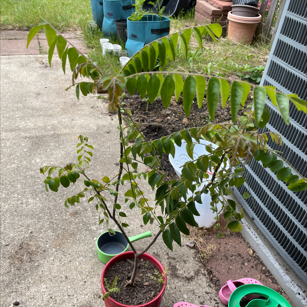 Should I Repot My Curry Tree?