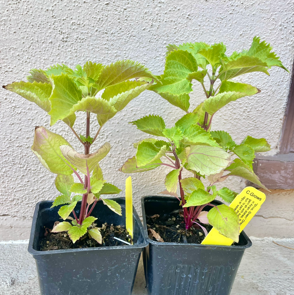 Why Are My Perilla Leaves Mushy?