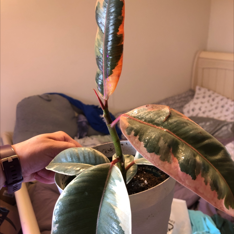 🍂 What Should I Do When Ficus 'ruby' Leaves Turn Yellow?