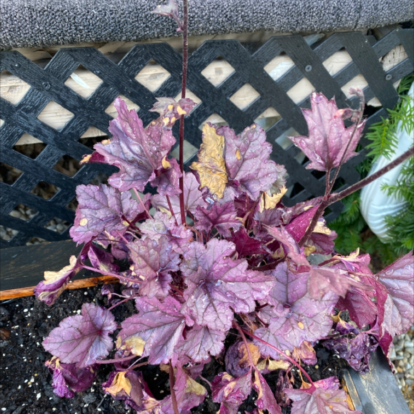 Symbolism and Benefits of the Crevice Alumroot