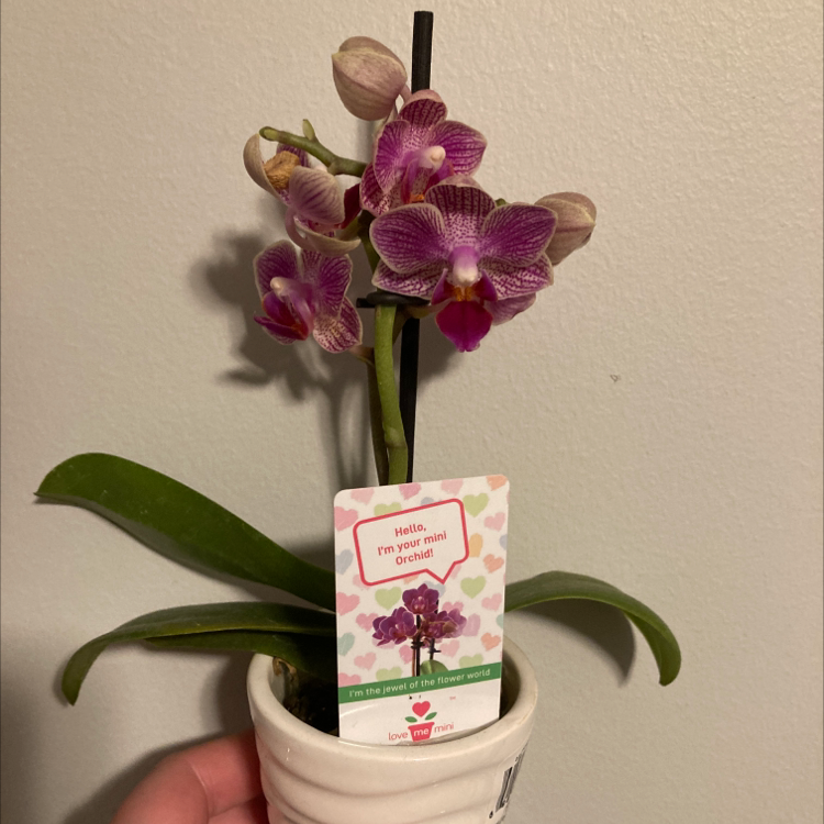 Ophelia | A plant by @julianicole13 on Greg