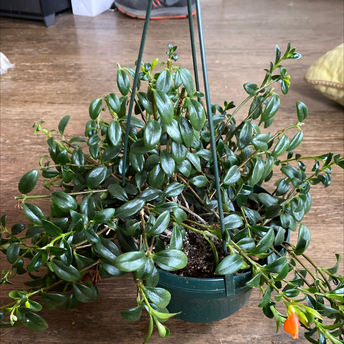 🐠 Symbolism And Benefits Of The Goldfish Plant