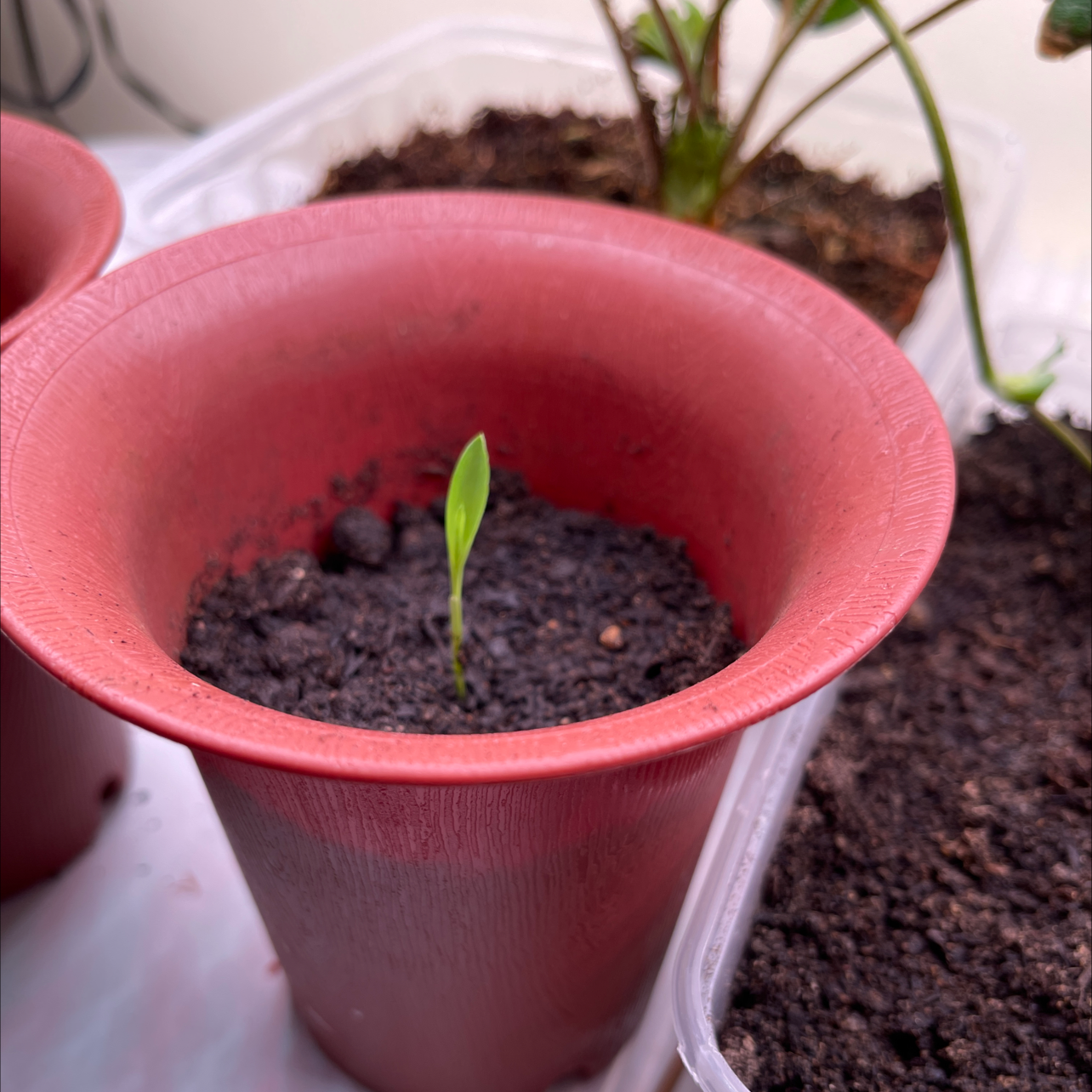 When and Where Should I Trim My Corn?