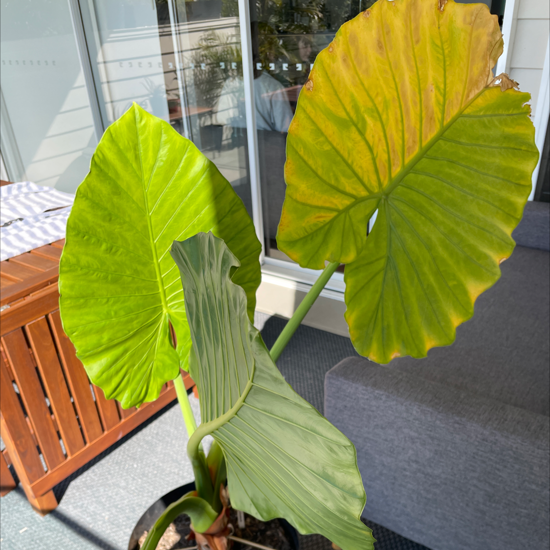 Why Are There Brown Spots on My Arrowleaf Elephant Ear?