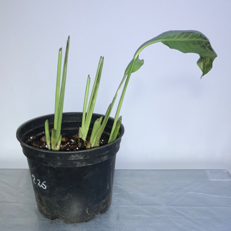 Common Furry Feather Calathea Problems