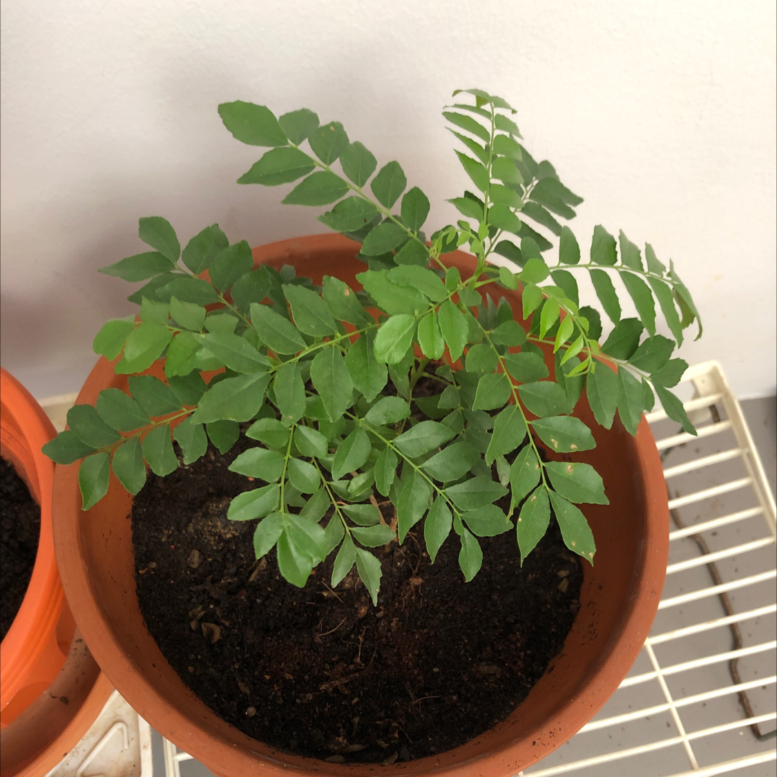 Why Are There Black Spots on My Curry Tree Leaves?