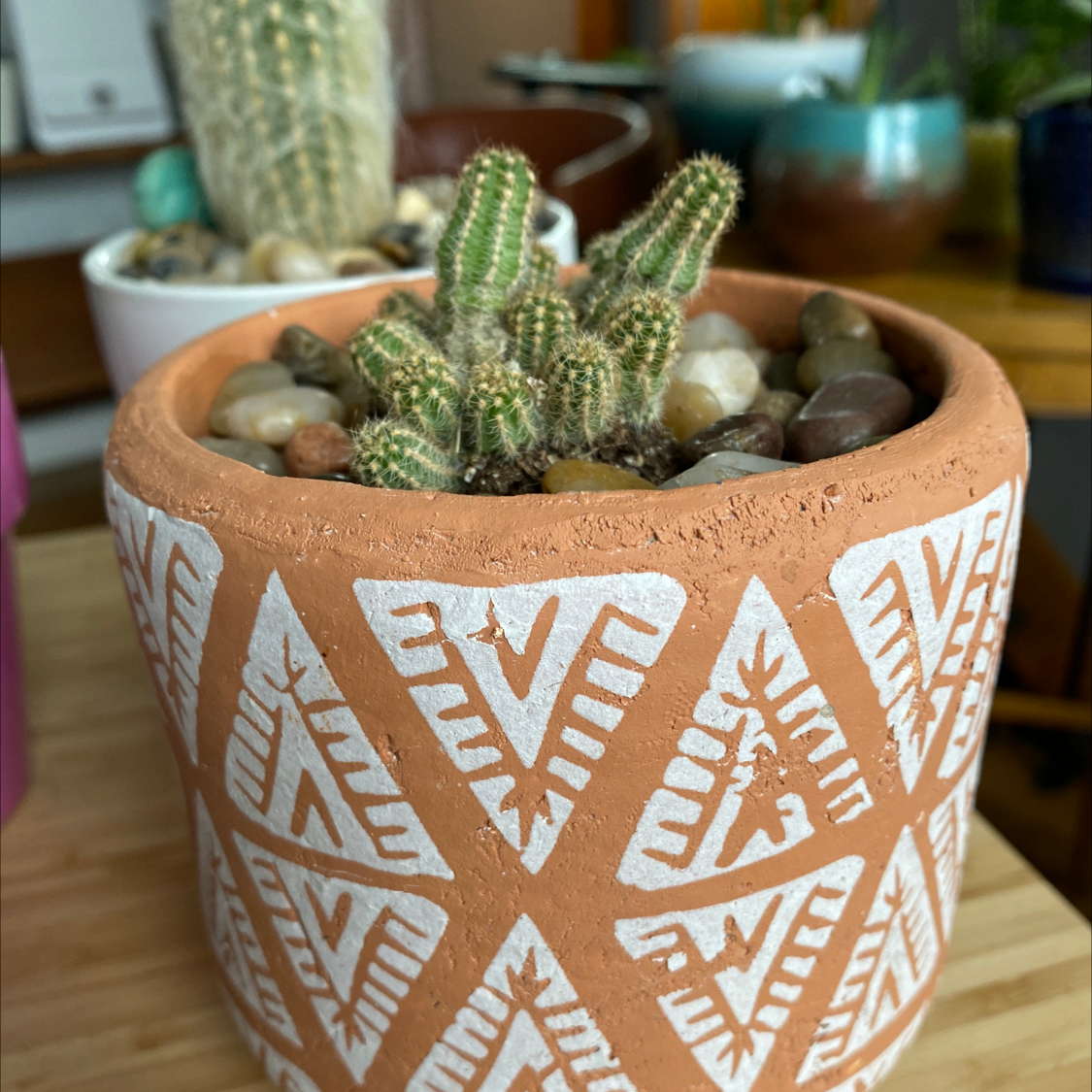 🌵 Why Are My Brittle Prickly Pear Leaves Falling Over?