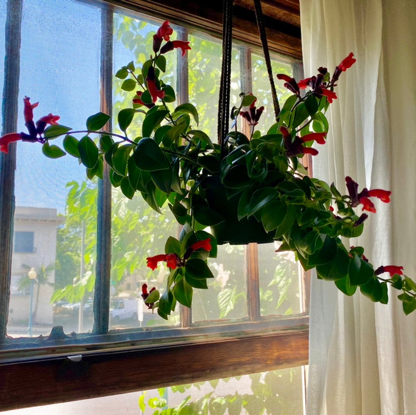 💄 How to Get a Lipstick Plant to Bloom