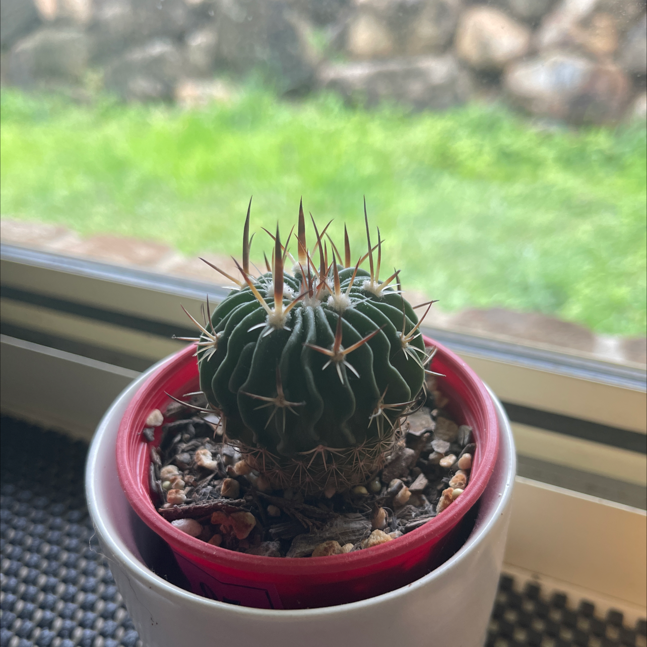 The Complete Brain Cactus Plant Care Guide: Water, Light & Beyond