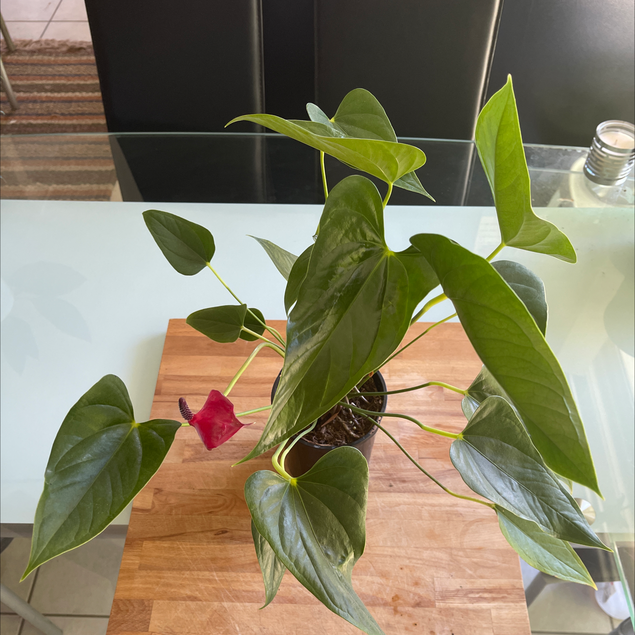 The Complete Anthurium 'Anouk' Plant Care Guide: Water, Light & Beyond
