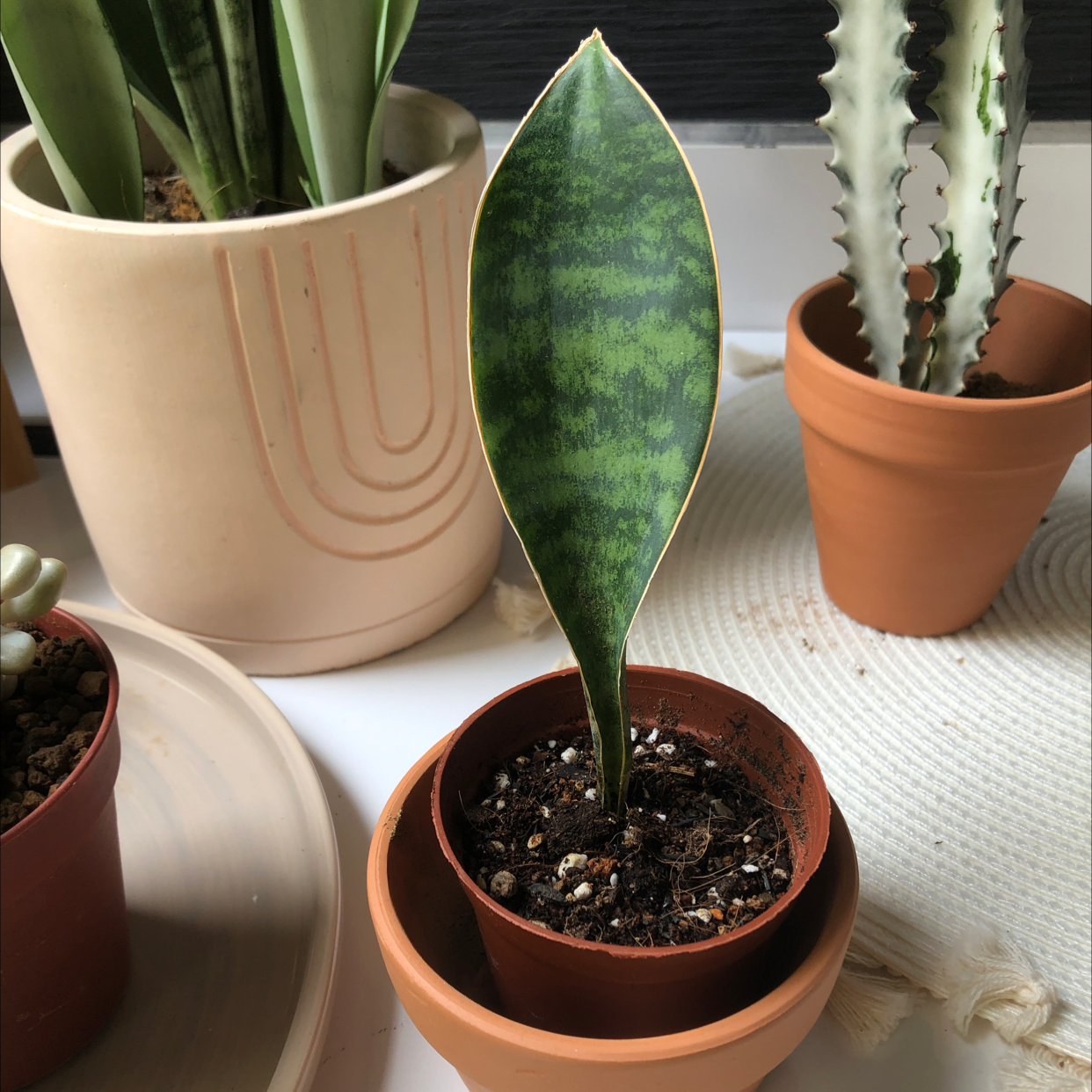 🐋 Symbolism and Benefits of the Whale Fin Snake Plant