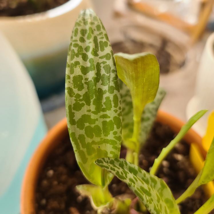 Leaf Erickson | A plant by @MistedLeavesandStone on Greg