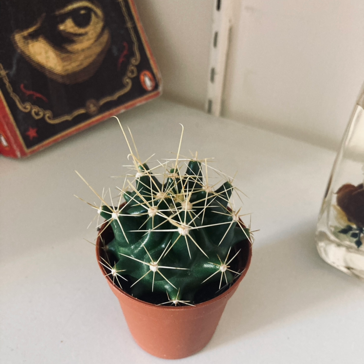 Texas Barrel Cactus Root Rot Solutions