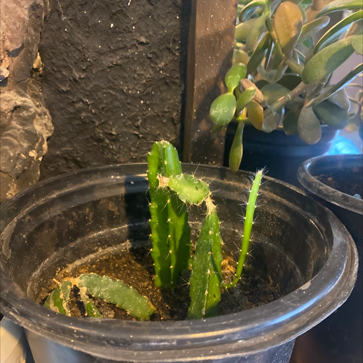 Why Are There Brown Spots on My Night-Blooming Cereus?
