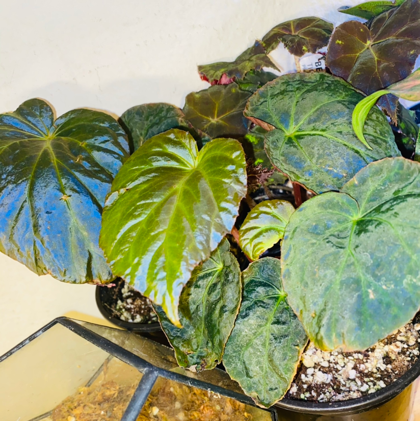 Peacock Begonia Plant Care: Water, Light, Nutrients | Greg App 🌱