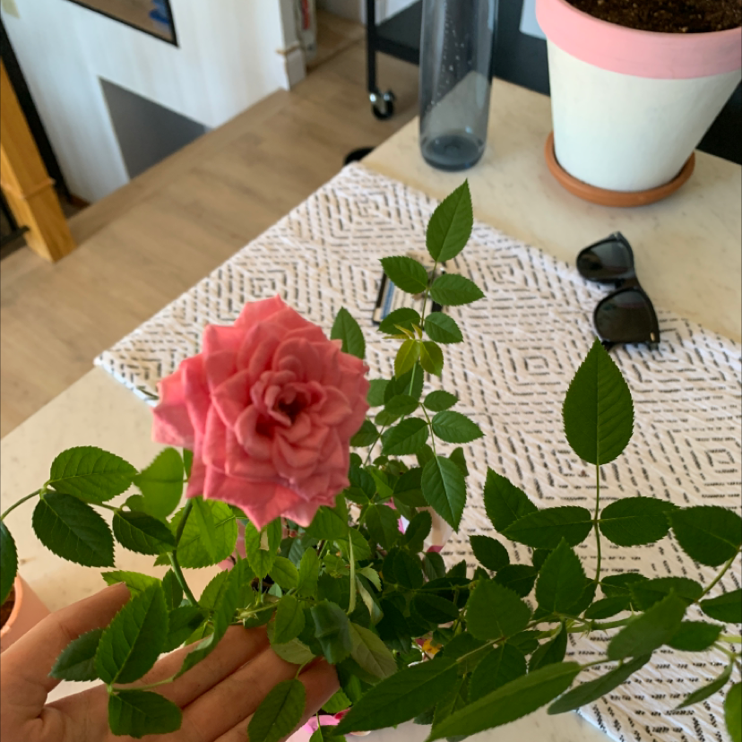 Kelsi rose | A plant by @mjbela on Greg