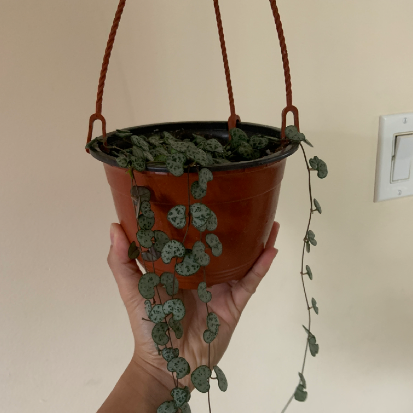 💧 Why Are My String of Needles Leaves Droopy?