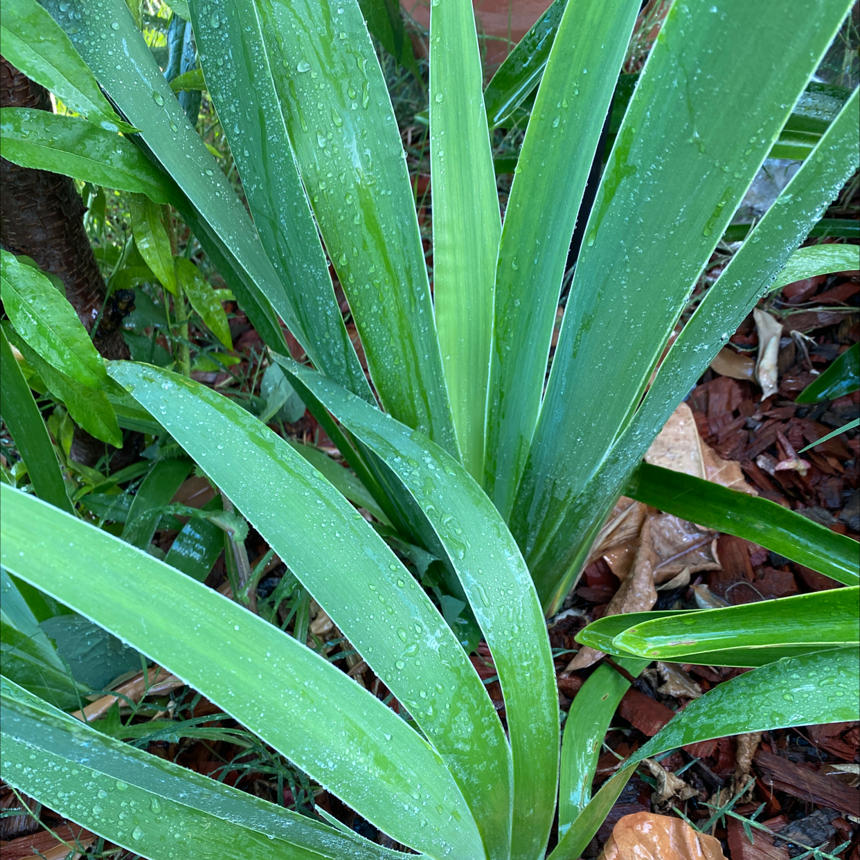 Adam's Needle Root Rot Solutions