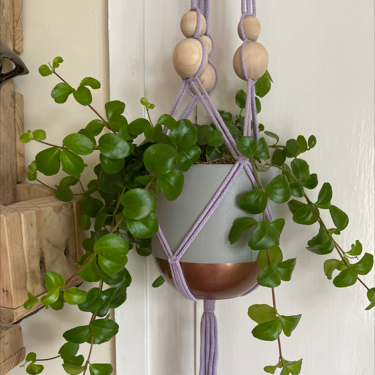 How Do I Fix trailing jade root rot?