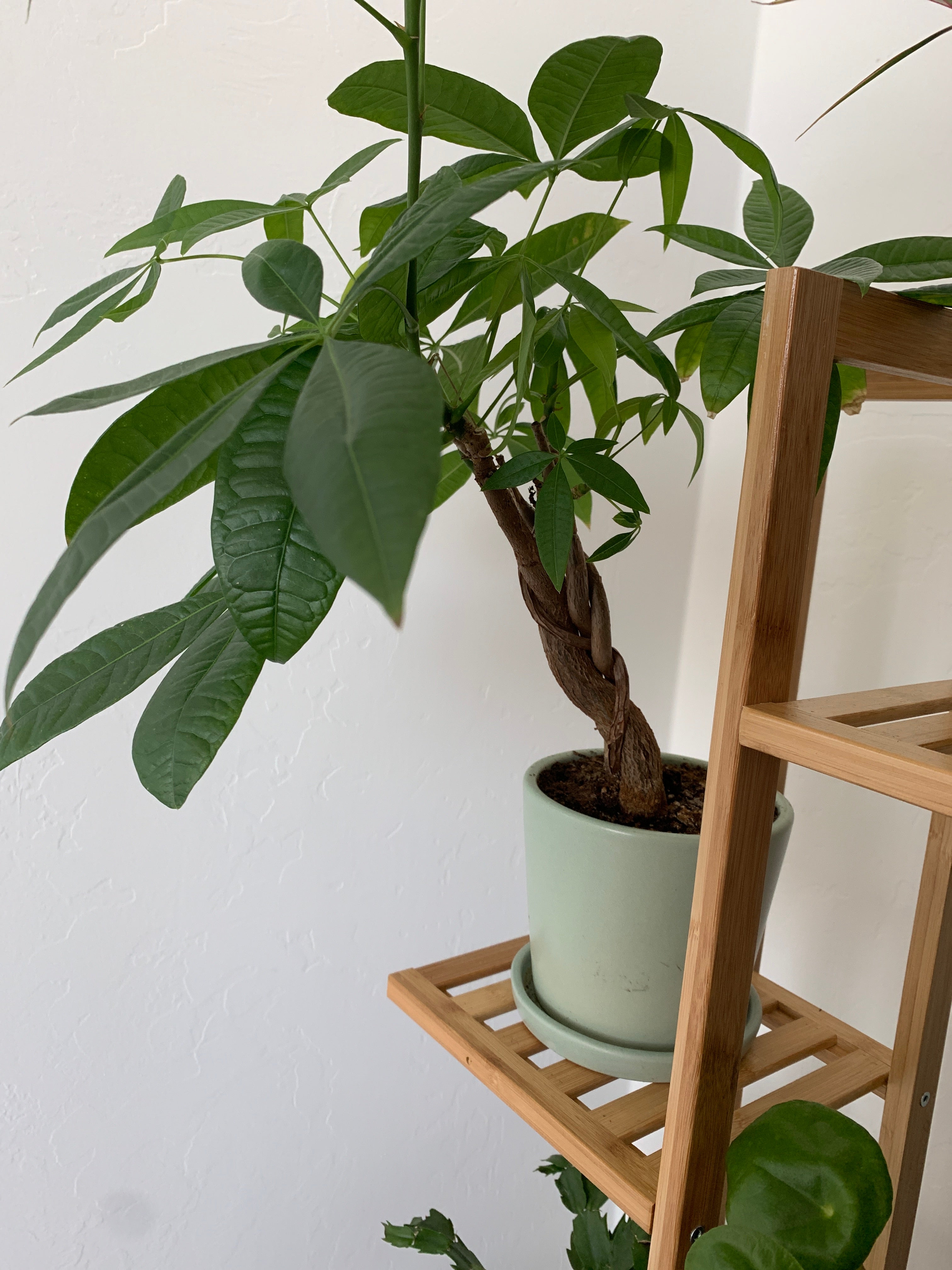 Propagating Money Tree: The Ultimate Guide 💰