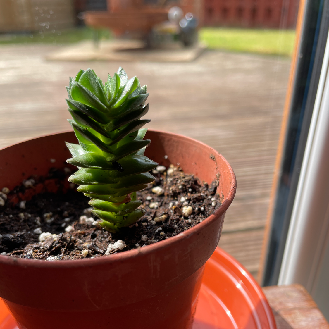 🌞 Your Pagoda Mini Jade's Light Requirements