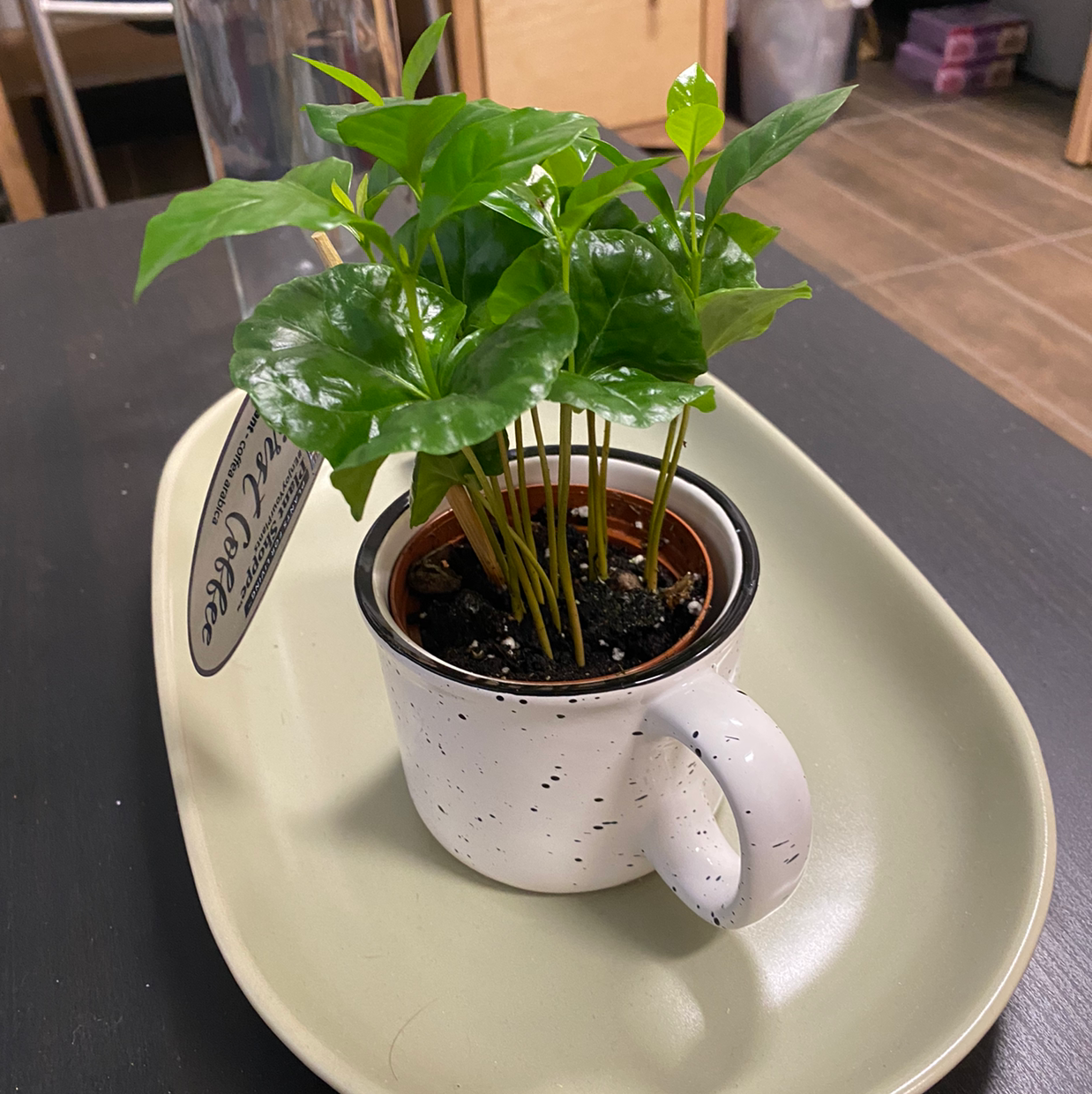 How To Propagate Your Arabian ☕ Coffee Plant