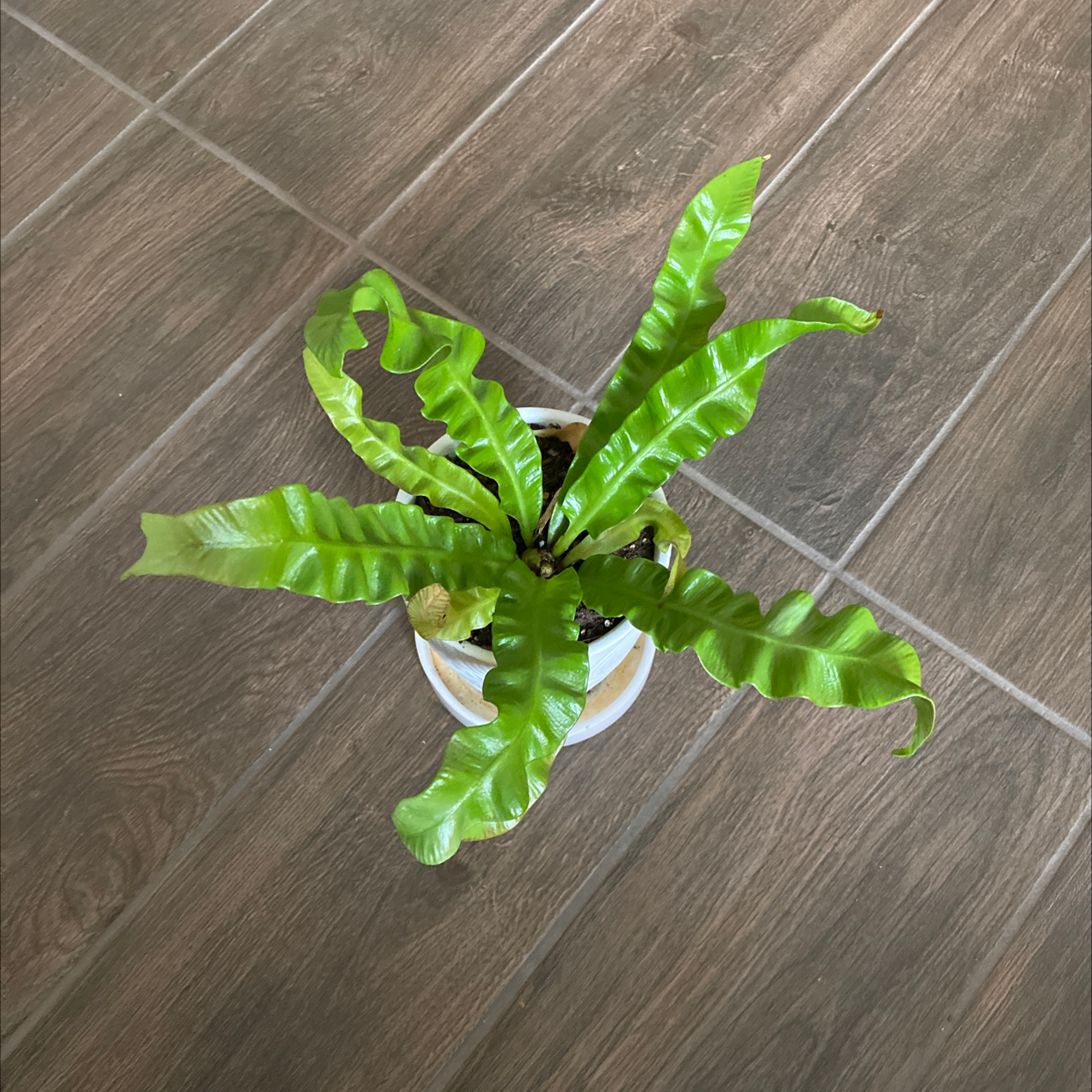 How Do I Propagate My Crispy Wave Fern?