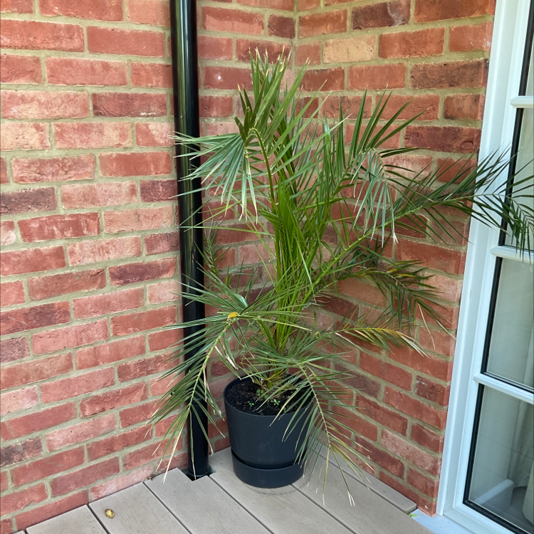 💧 Why Are My Date Palm Leaves Mushy?