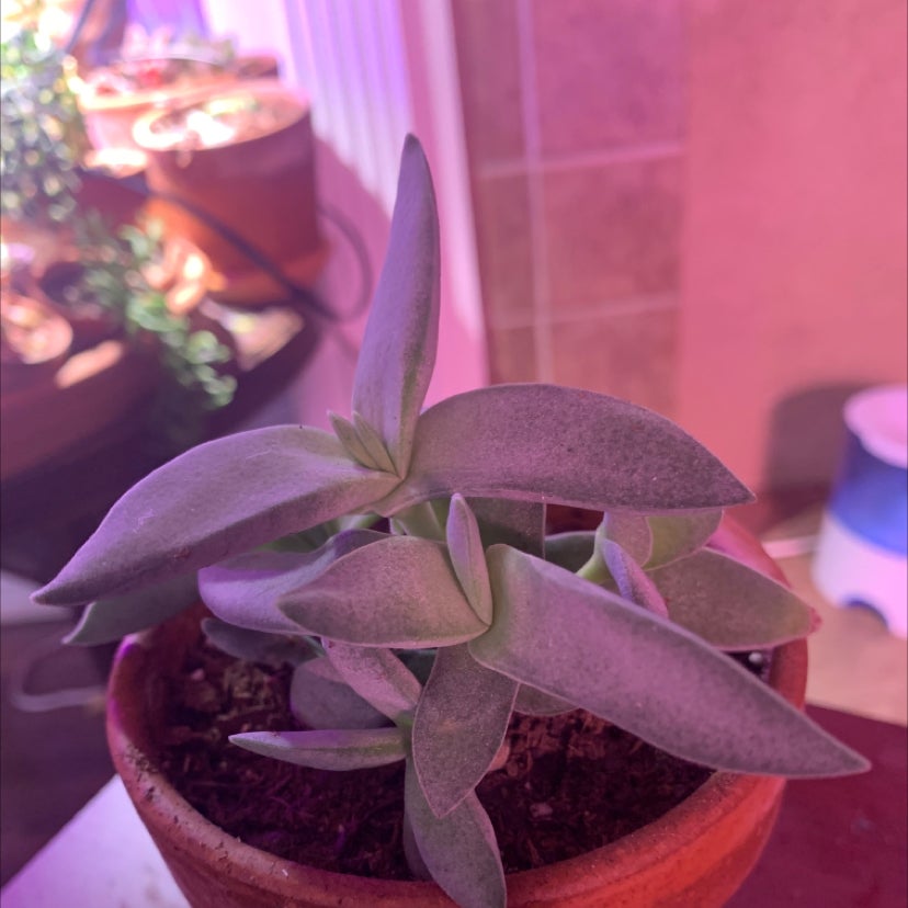 Black Spots on My Propeller Plant Leaves