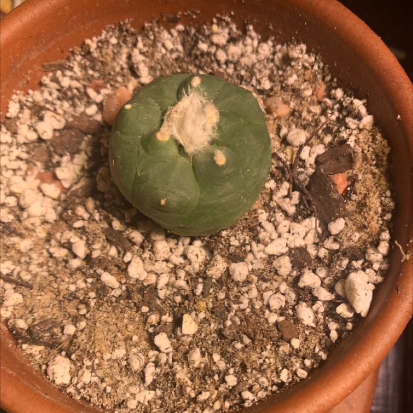 Am I Starving My Peyote? Fertilizing 101
