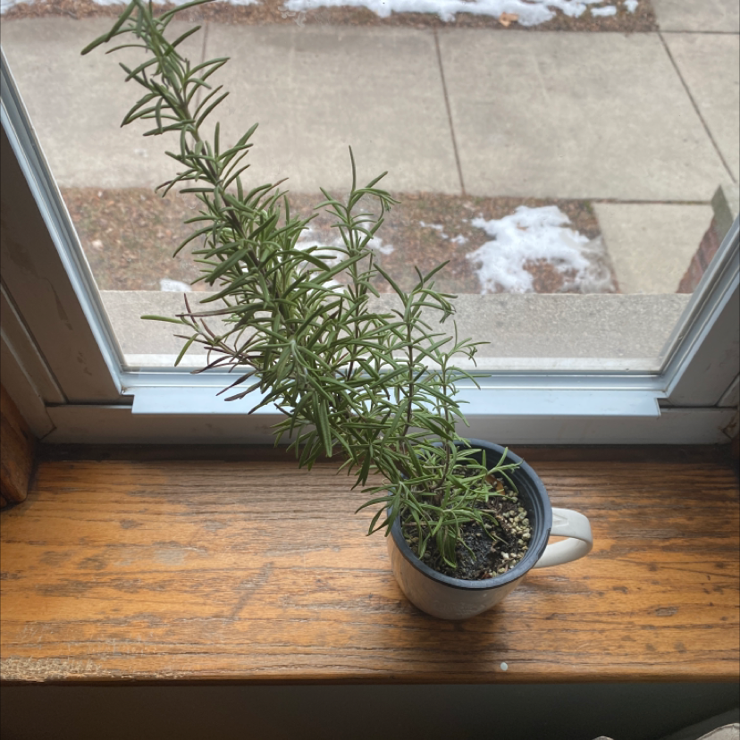 Best Soil Potting Mix For Rosemary