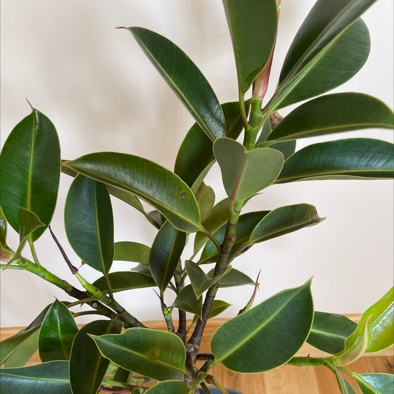 Why Are My Ficus Robusta Leaves Falling Over?