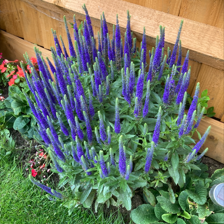 Common Spike Speedwell Problems