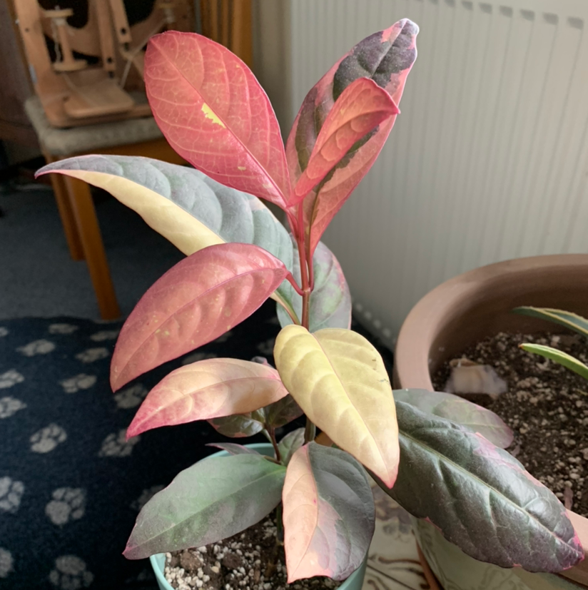 Variegated False Eranthemum Plant Care: Water, Light, Nutrients | Greg ...